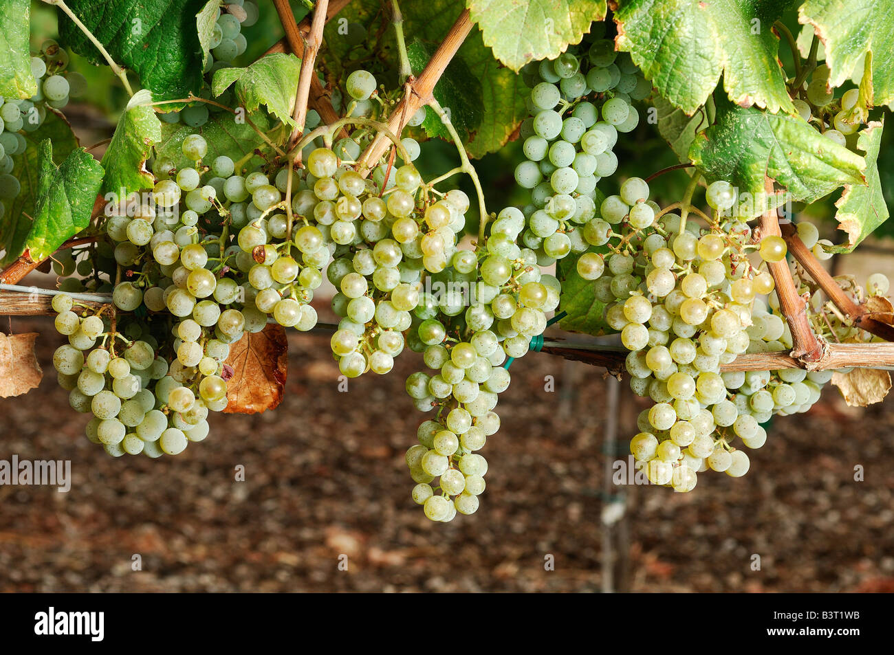 Alvarinho hi-res stock photography and images - Alamy