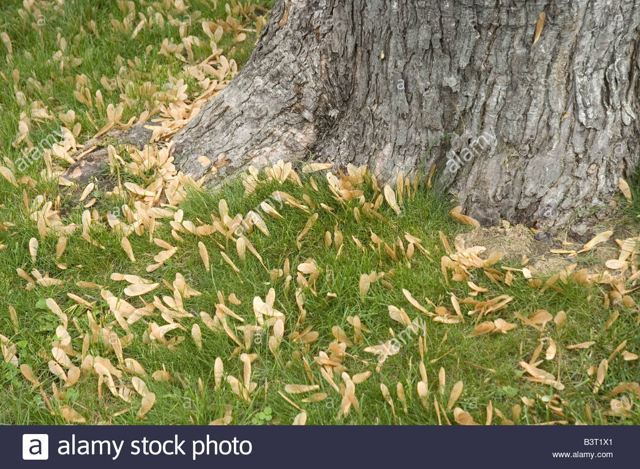 Deciduou High Resolution Stock Photography and Images - Alamy