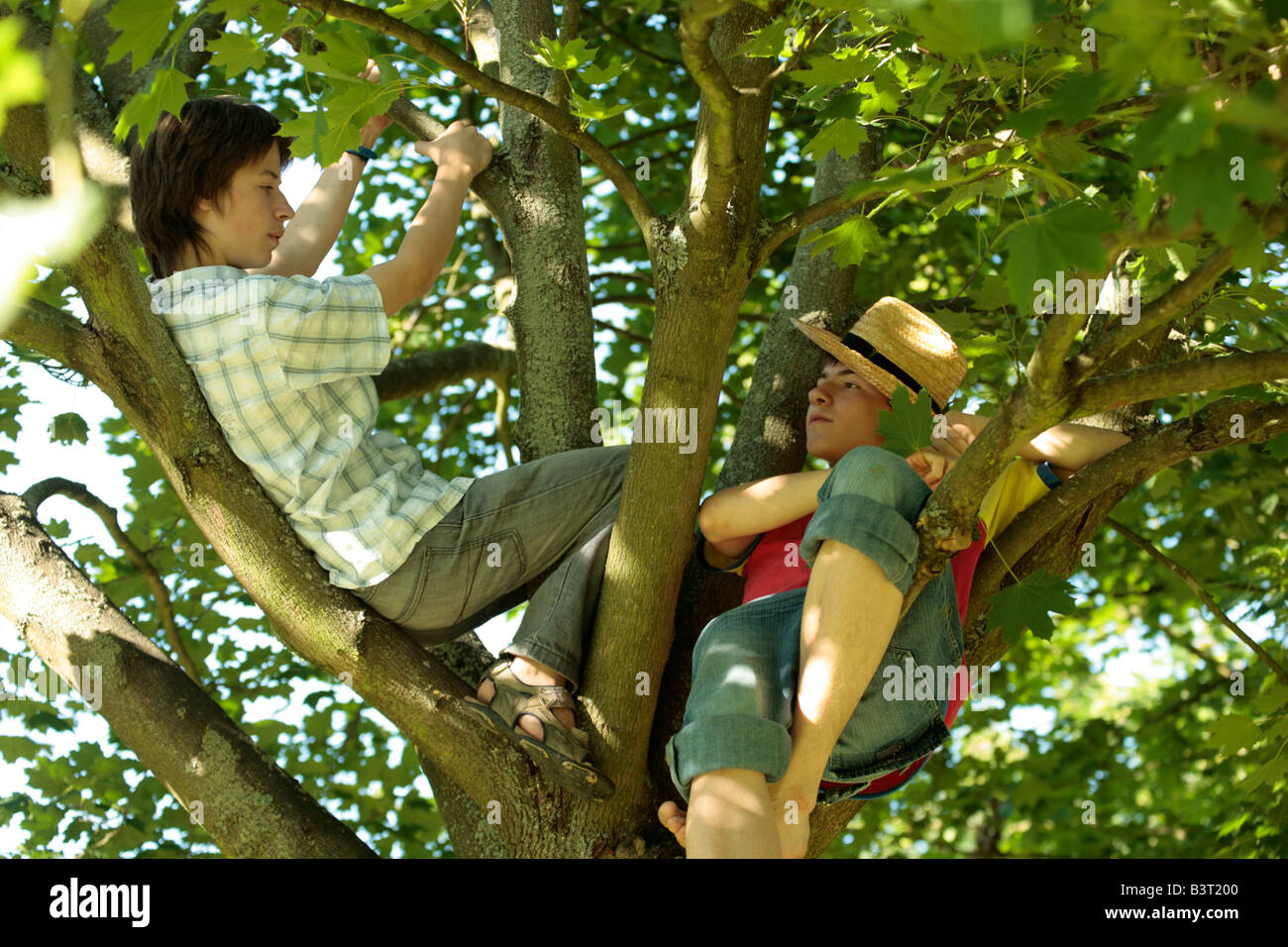 two teenage boys sitting in a tree Stock Photo - Alamy