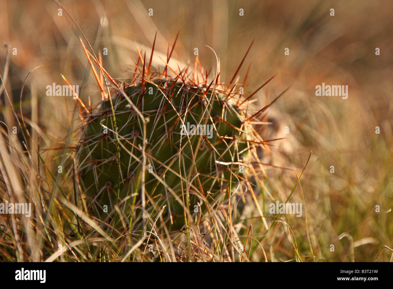Cactus saskatchewan hi-res stock photography and images - Alamy