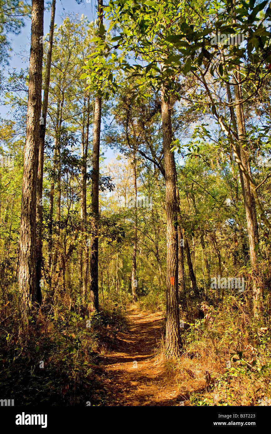 Florida hiking florida trail florida hikes Etoniah Creek State Forest ...