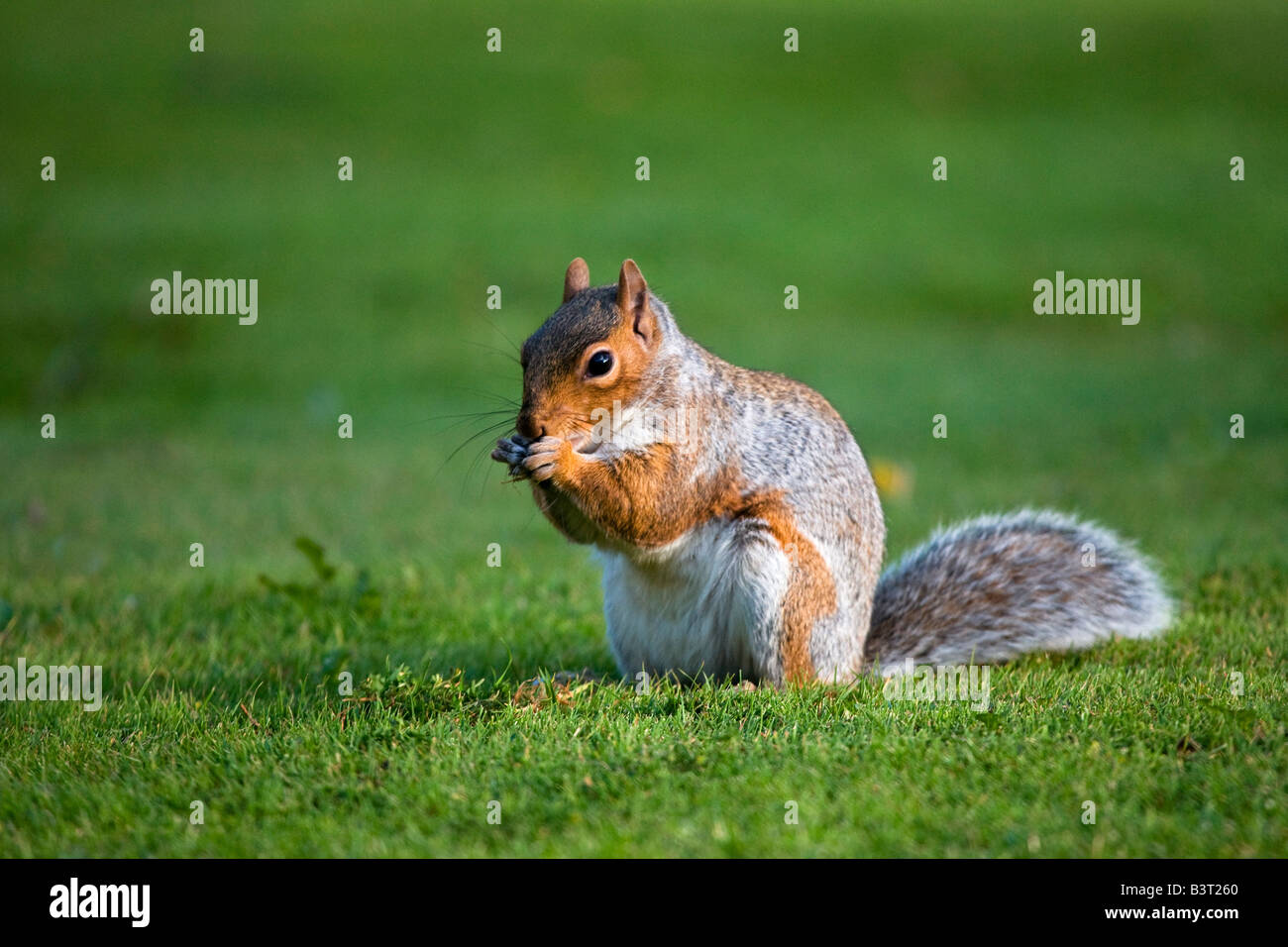 Squirrel on grass Stock Photo - Alamy