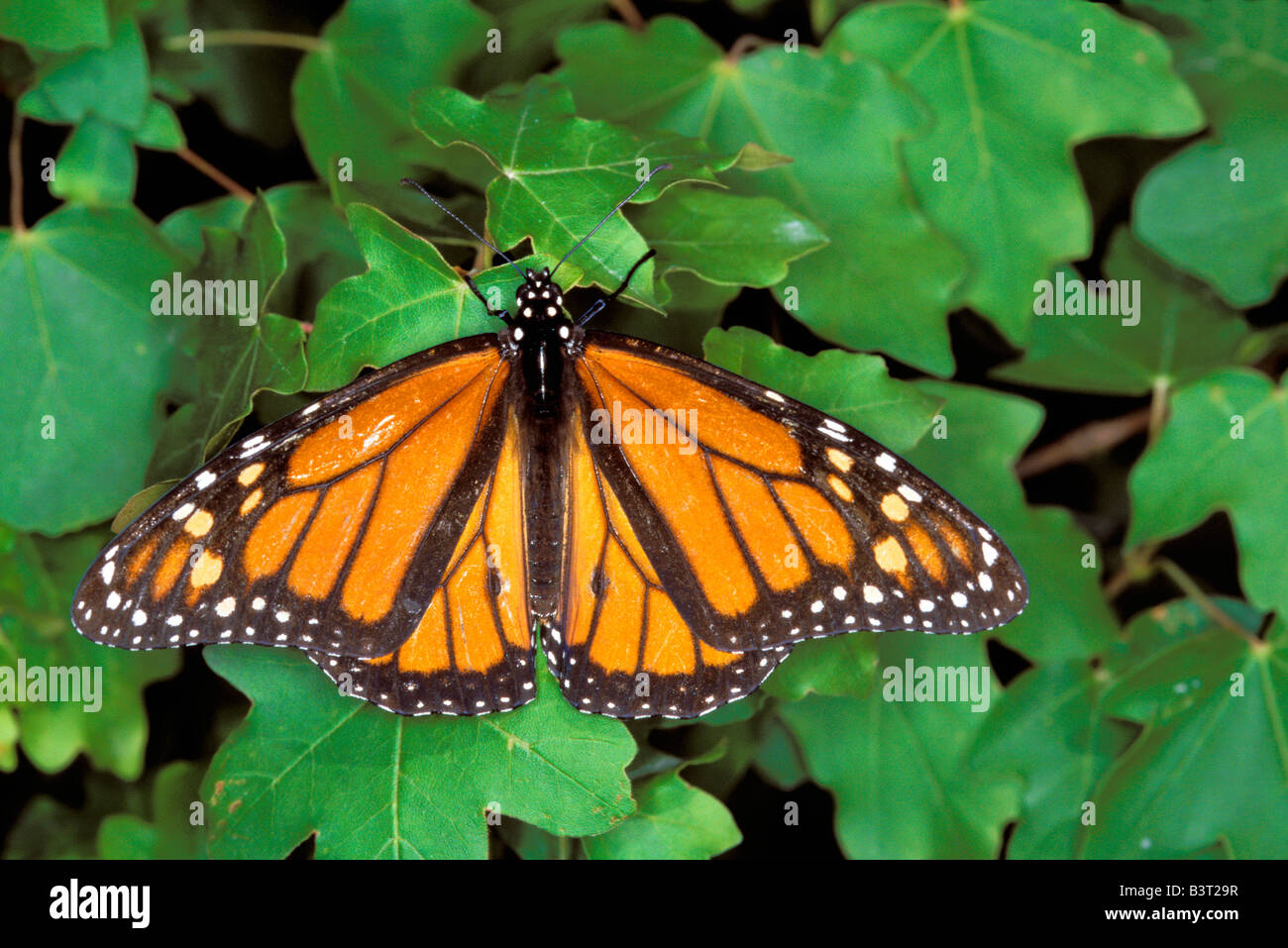 Monarch Danaus plexippus FLORIDA Male 23 June Nymphalidae Danainae ...