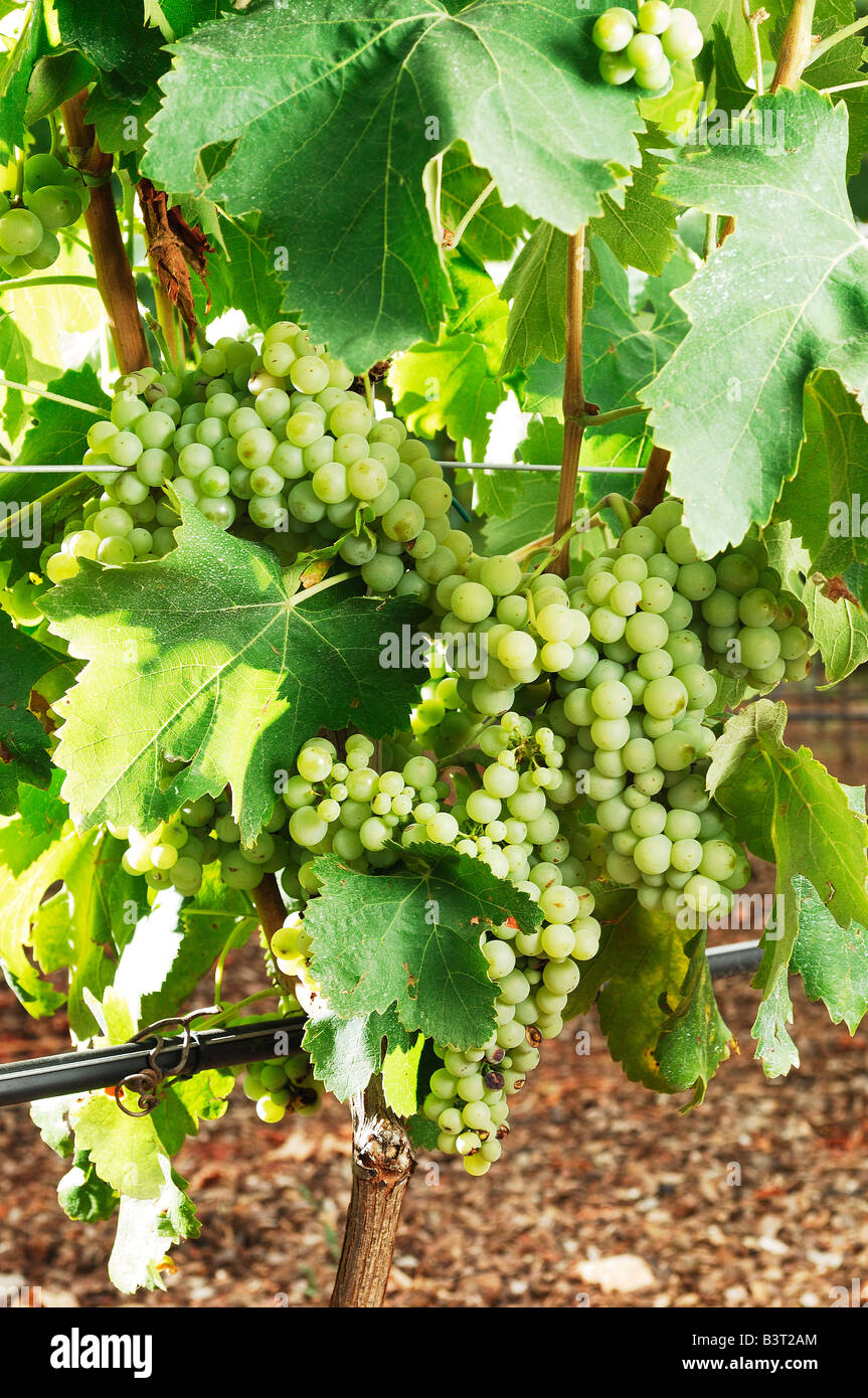 cluster of grape at the vineyard, macabeo Stock Photo - Alamy