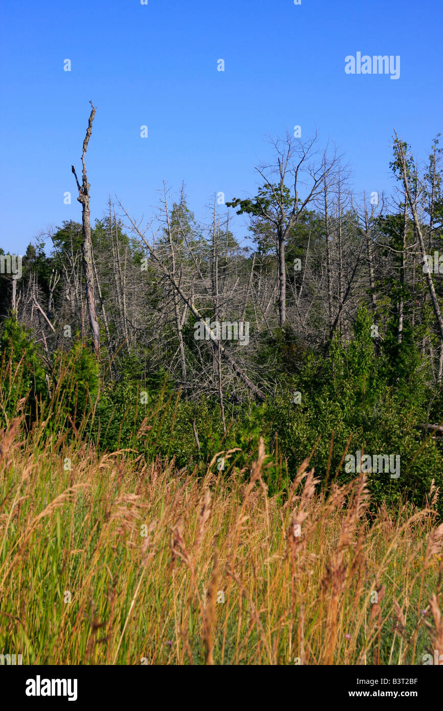 Ecosystem destroyed hi-res stock photography and images - Alamy