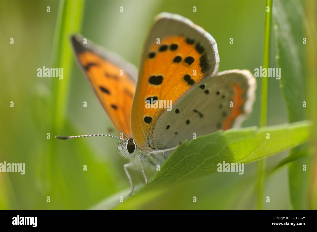 American copper butterfly hi-res stock photography and images - Alamy