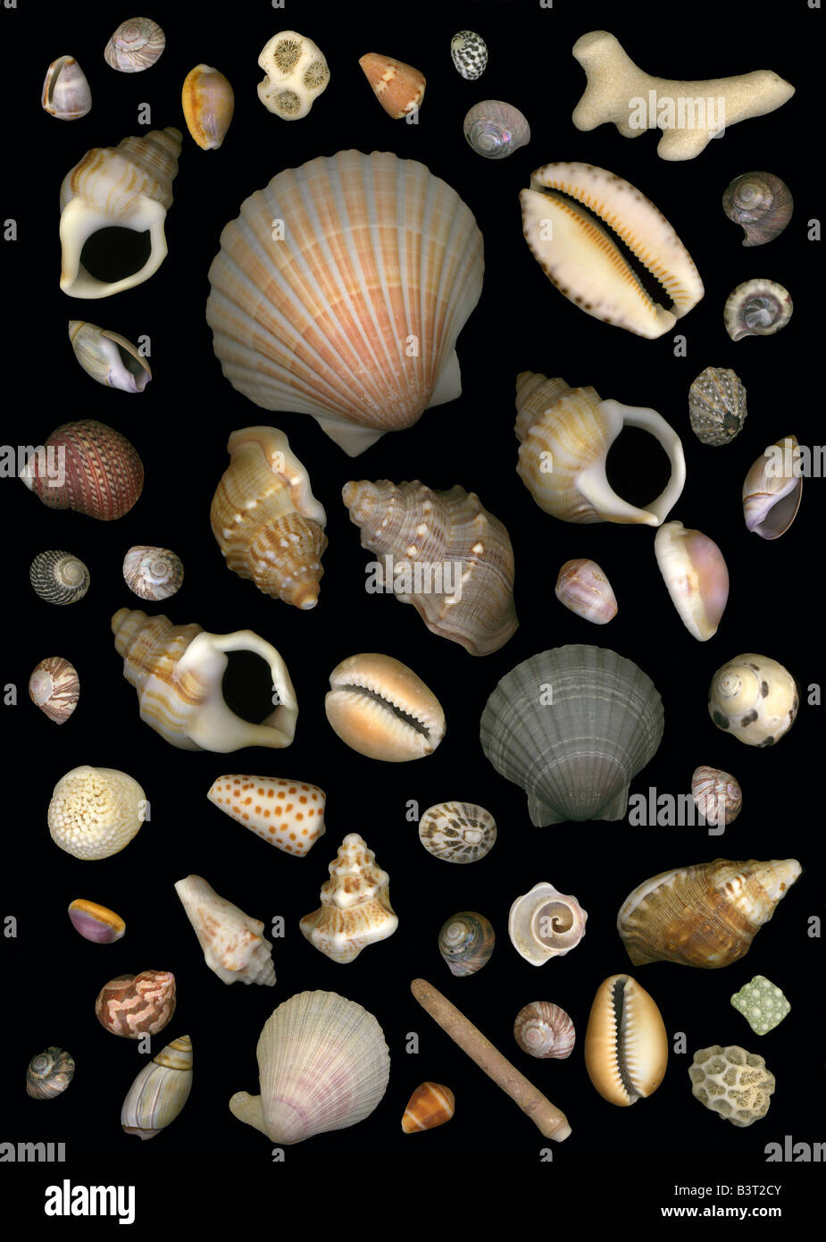 Various sea shells Stock Photo - Alamy