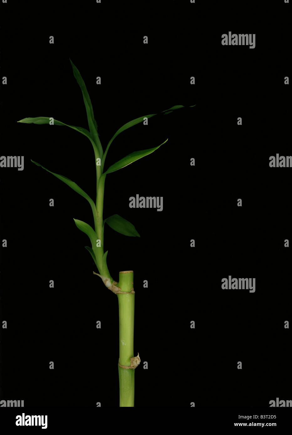 Branch of bamboo hi-res stock photography and images - Alamy