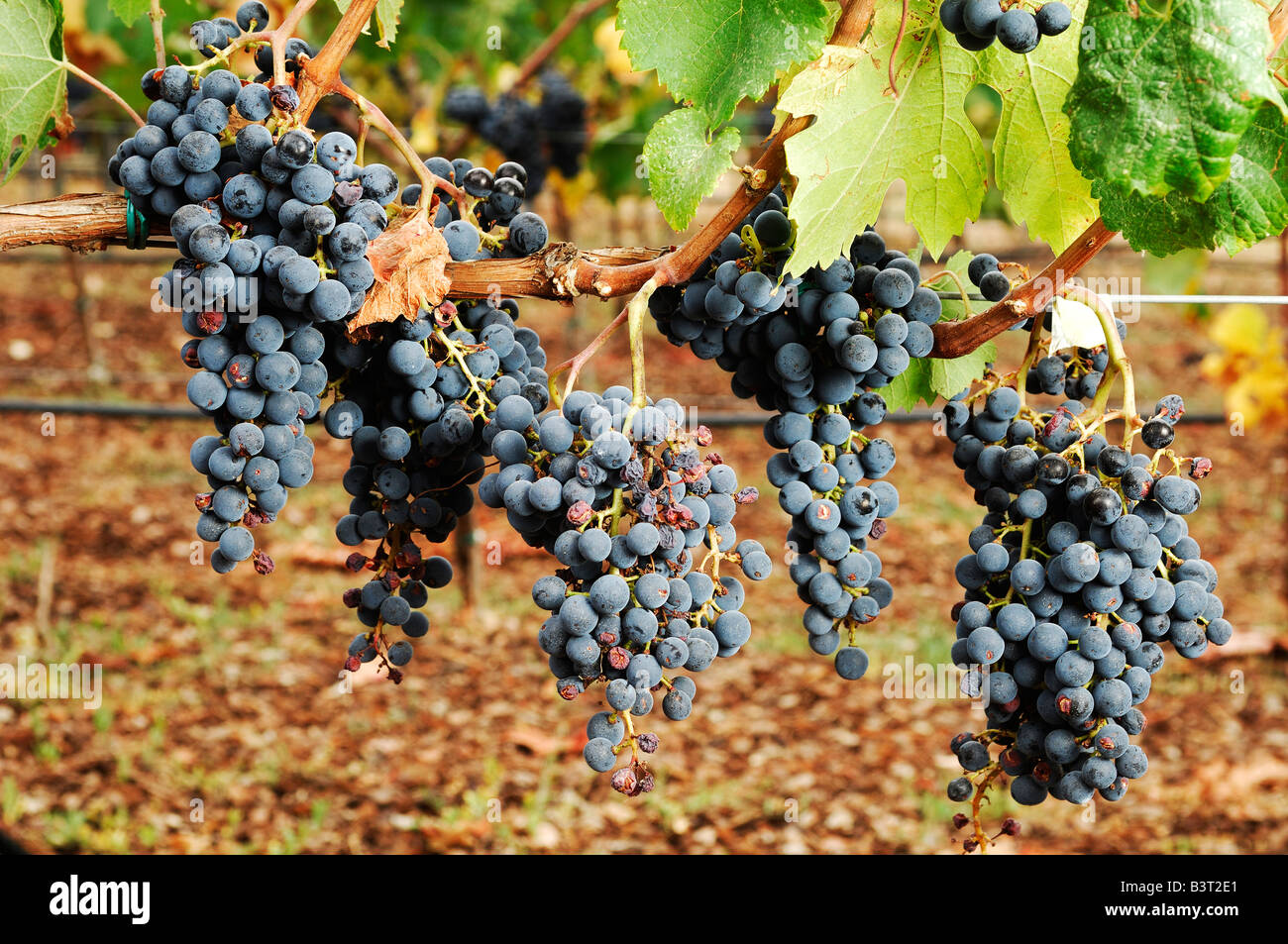 cluster of grape at the vineyard, merlot Stock Photo - Alamy