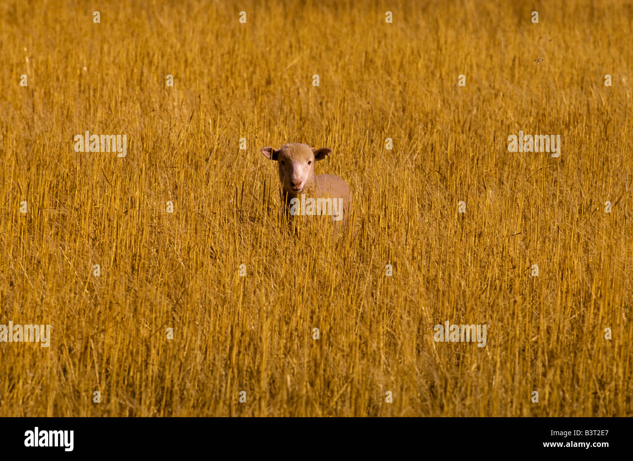 Wheat Field Australia High Resolution Stock Photography and Images - Alamy