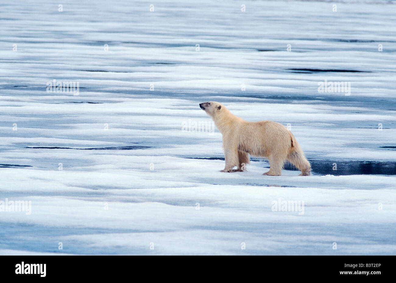 Polar bear on the ice sniffing at the air Stock Photo - Alamy