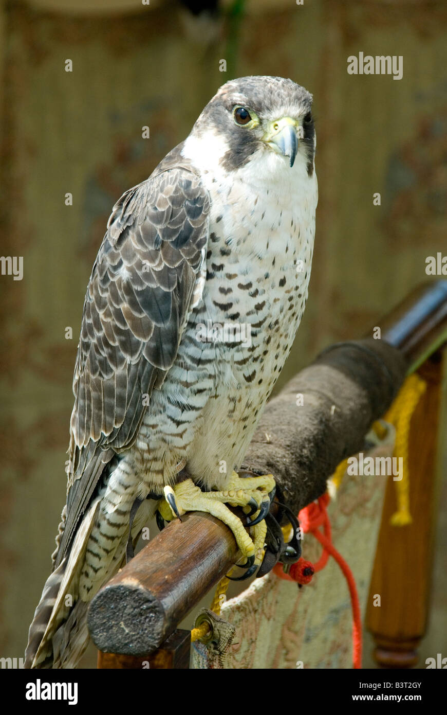 Peregrin Falcon Falco peregrinus on Raptorcare Falconry Stall ...