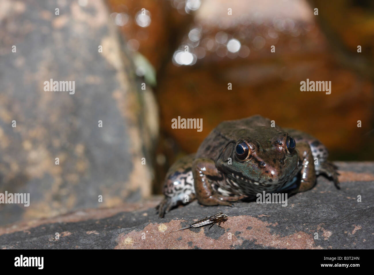 The frog sitting on rock in USA Stock Photo - Alamy