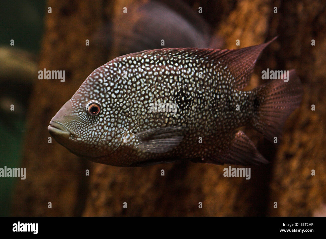 Texas cichlid at the New Orleans Aquarium of the Americas Stock Photo ...