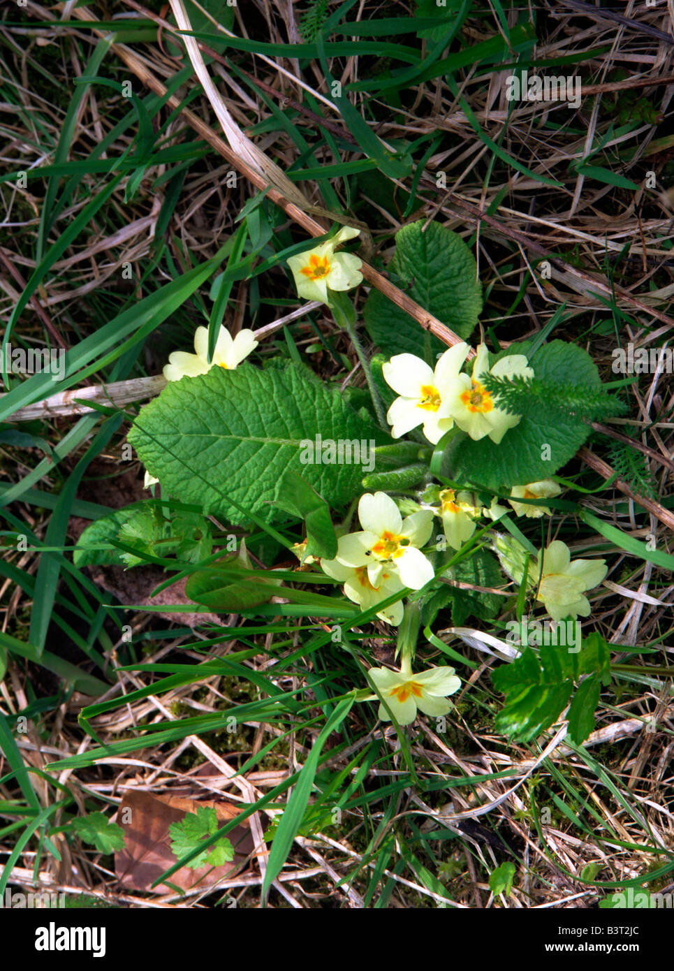 Primula Vulgaris - Primrose in early spring Stock Photo - Alamy