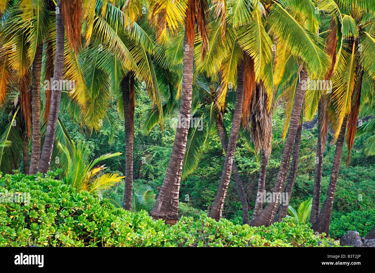 Forest Of Palm Trees High Resolution Stock Photography and Images - Alamy
