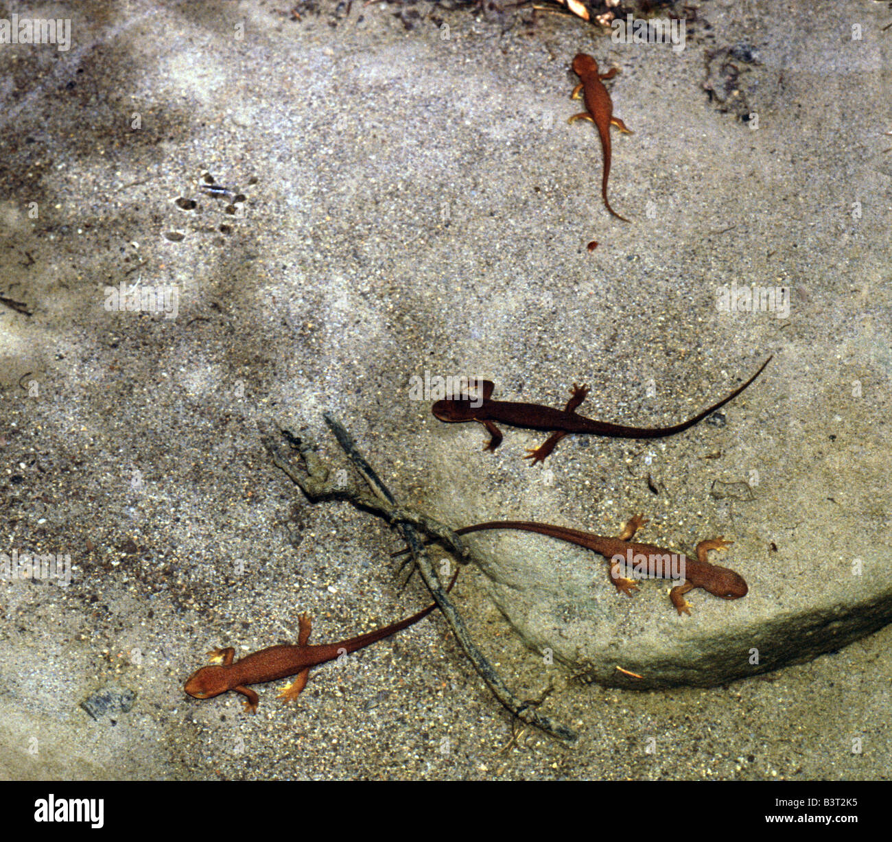 California Newts Taricha torosa in a stream in Monte Bello Open Space ...