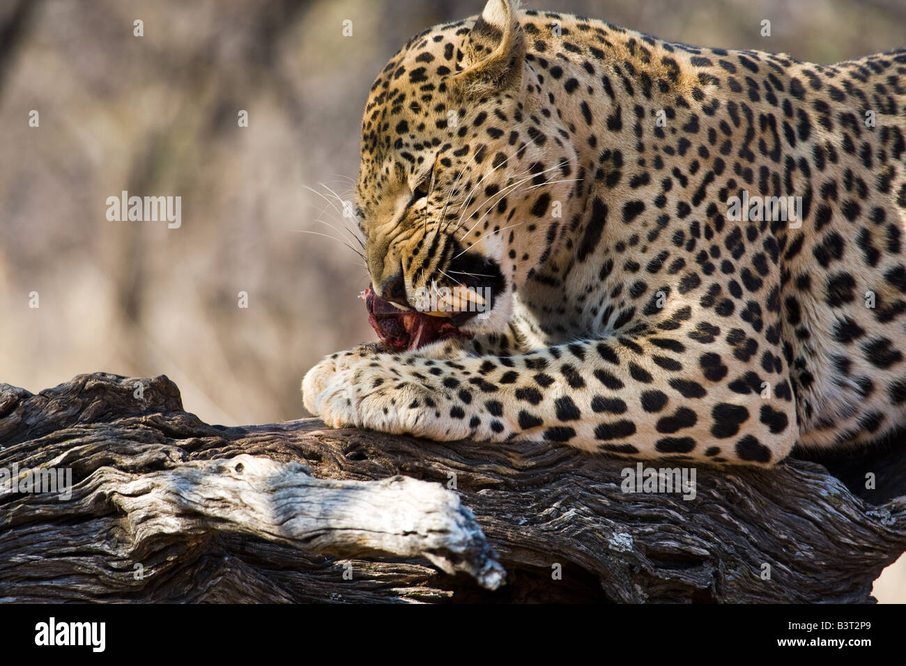 Leopard chewing a bone Stock Photo - Alamy