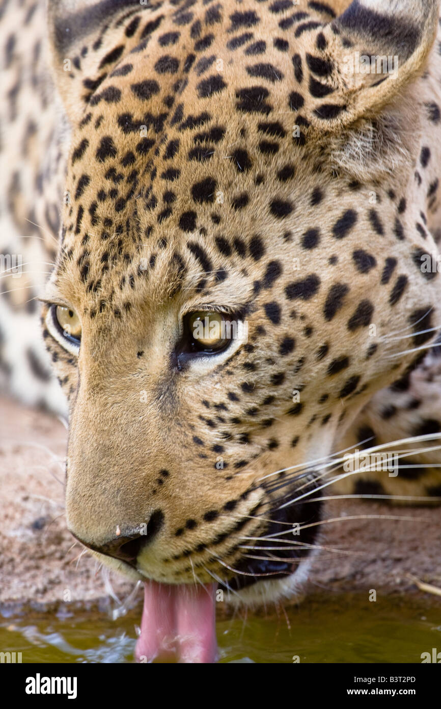 Closeup portrait of a Leopard Drinking Stock Photo - Alamy