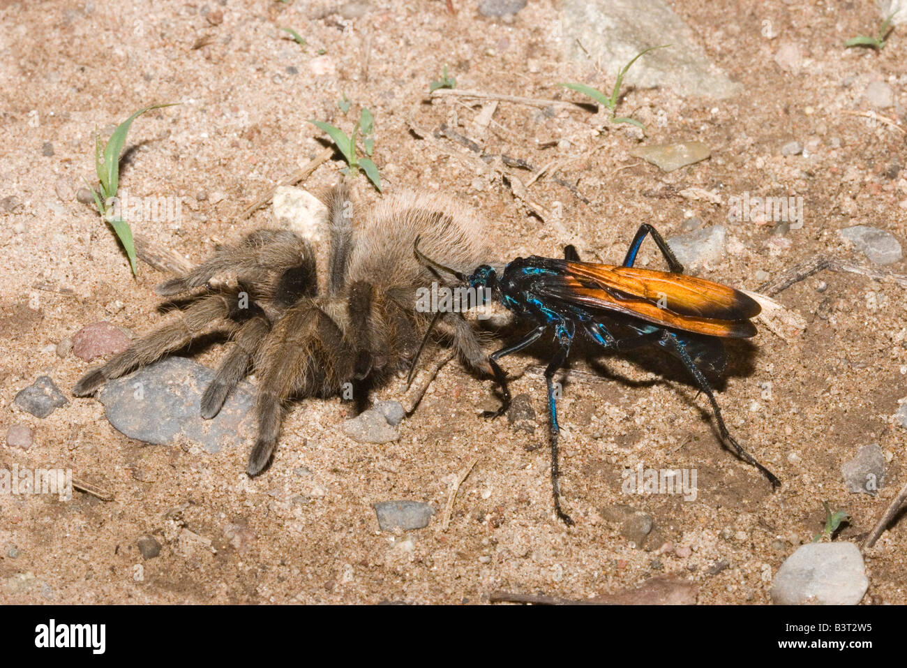 Tarantula hawk wasp hi-res stock photography and images - Alamy