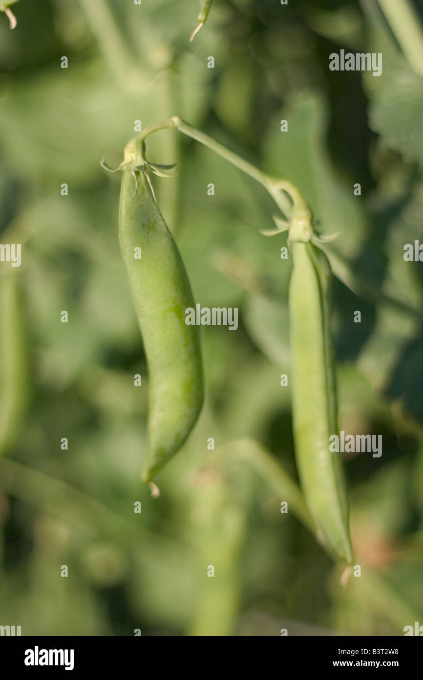 Pea stalk hi-res stock photography and images - Alamy