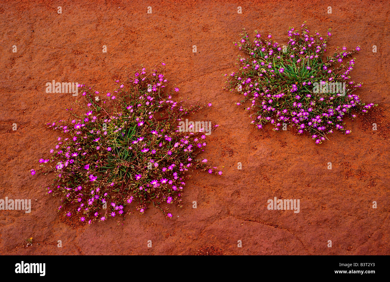 Desert flower, Central Australia Stock Photo - Alamy