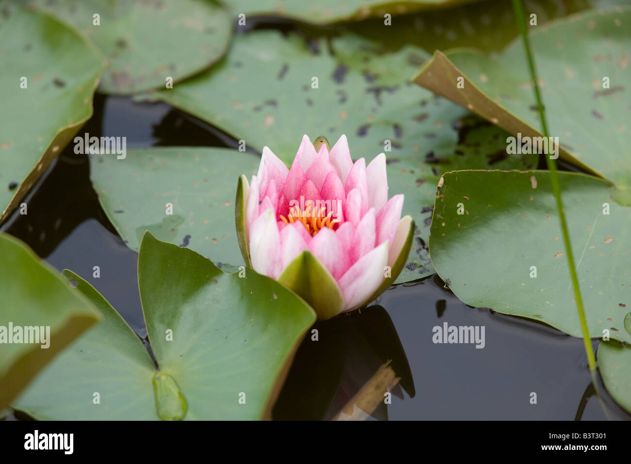 Nymphaea hi-res stock photography and images - Alamy