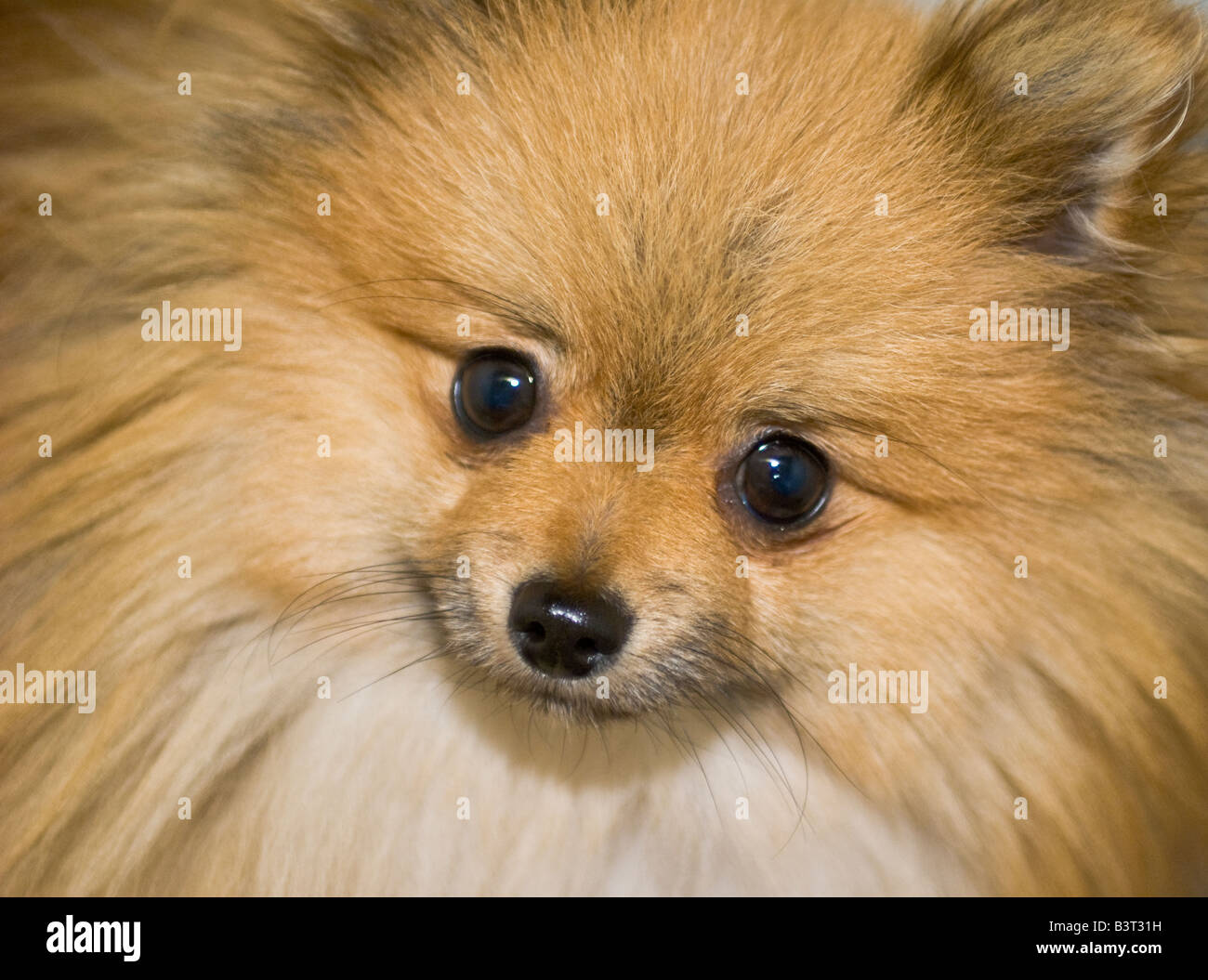 Little pomeranian making a cute face for the camera Stock Photo - Alamy