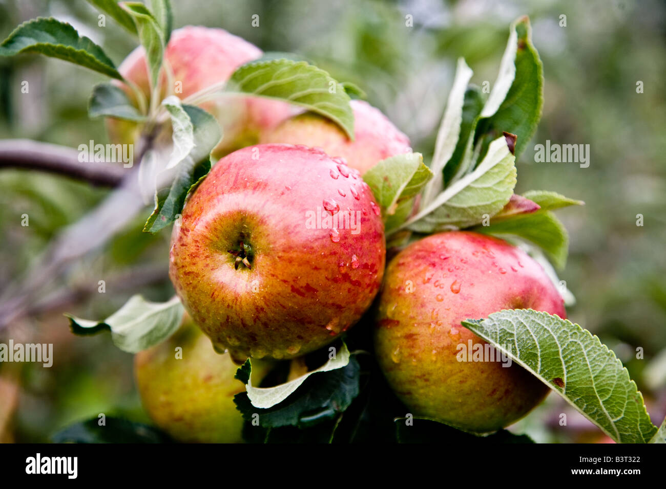Apples cox hi-res stock photography and images - Alamy
