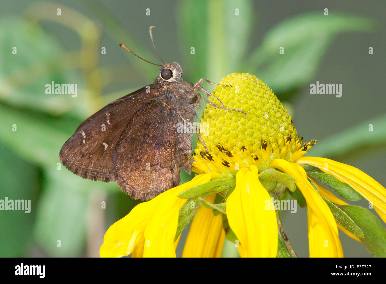 Northern Cloudywing Thorybes pylades Stock Photo - Alamy