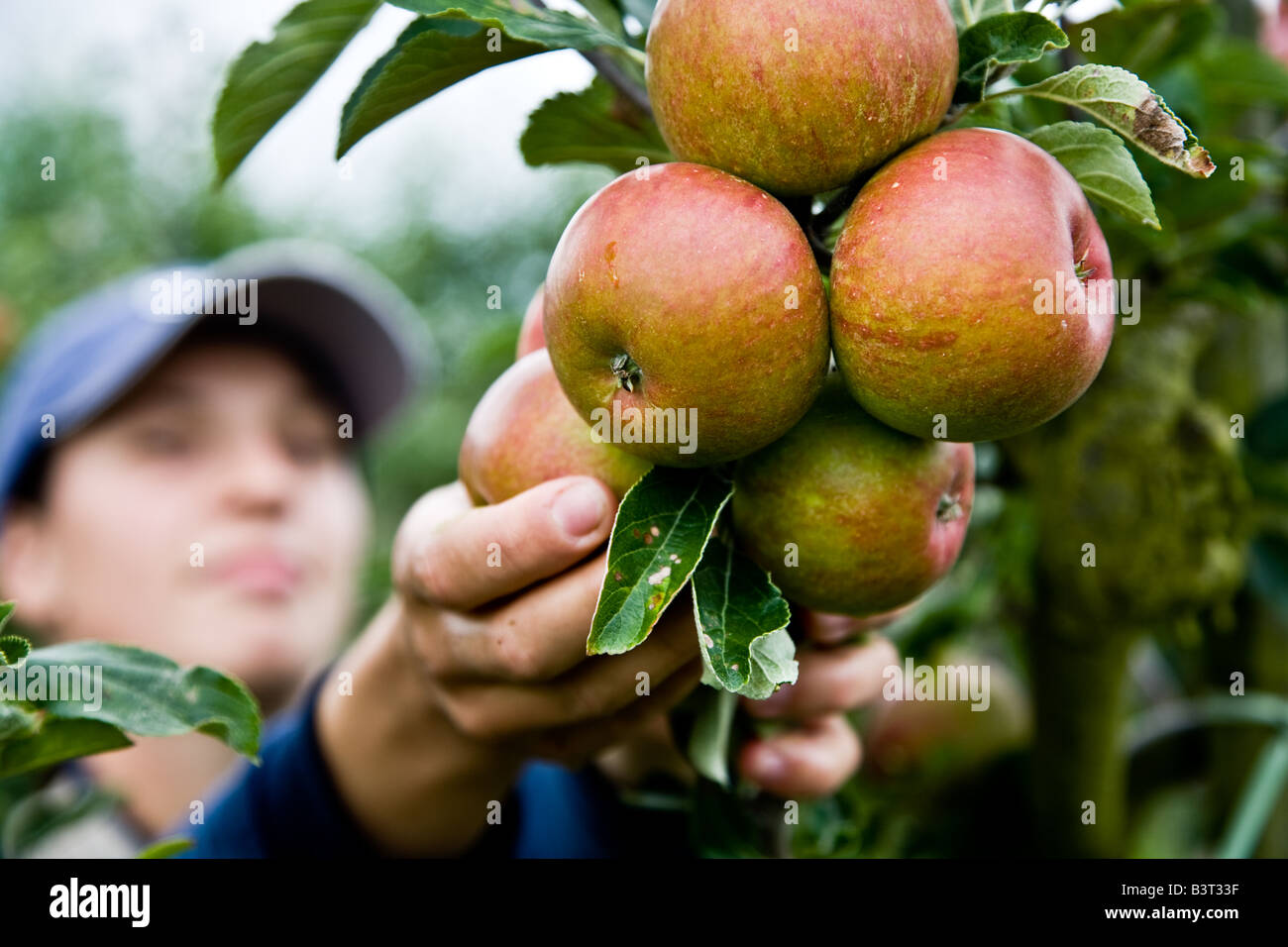 Apples being picked in an orchard in kent Stock Photo - Alamy