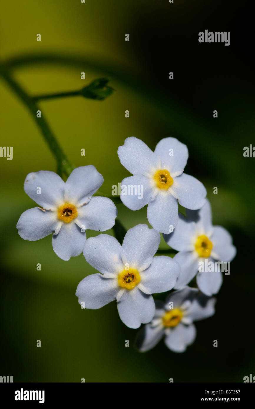 White True Forget me not Myosotis Sylvatica a wild flower Spring floral ...