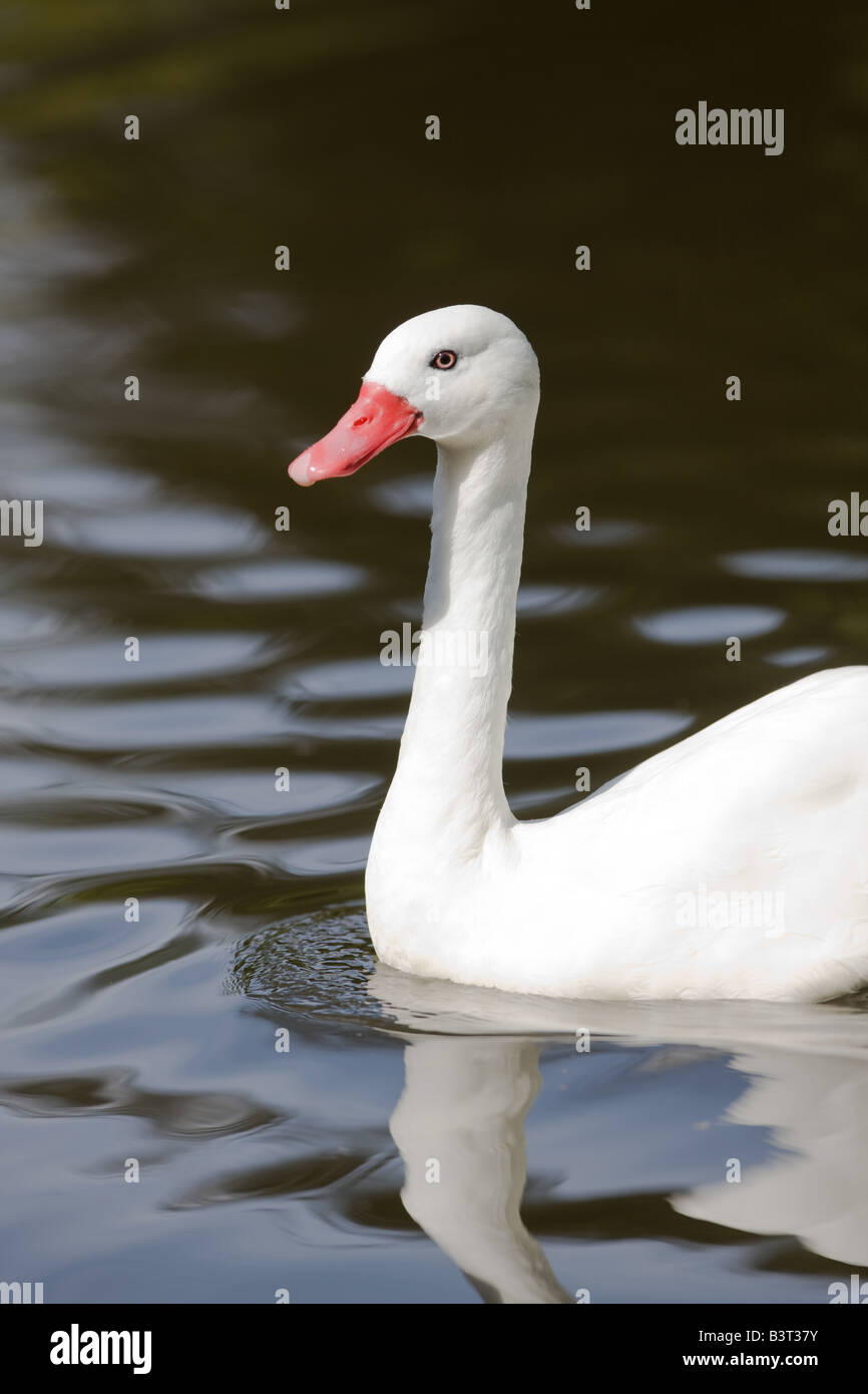 Coscoroba Swan - Coscoroba coscoroba Stock Photo - Alamy