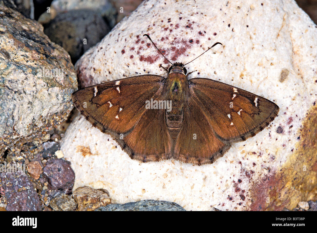Northern Cloudywing Thorybes pylades Stock Photo - Alamy