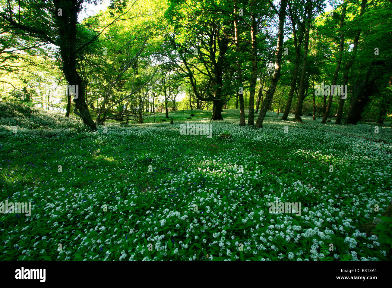 Wild garlic blooming, Killarney National Park, County Kerry, Ireland ...