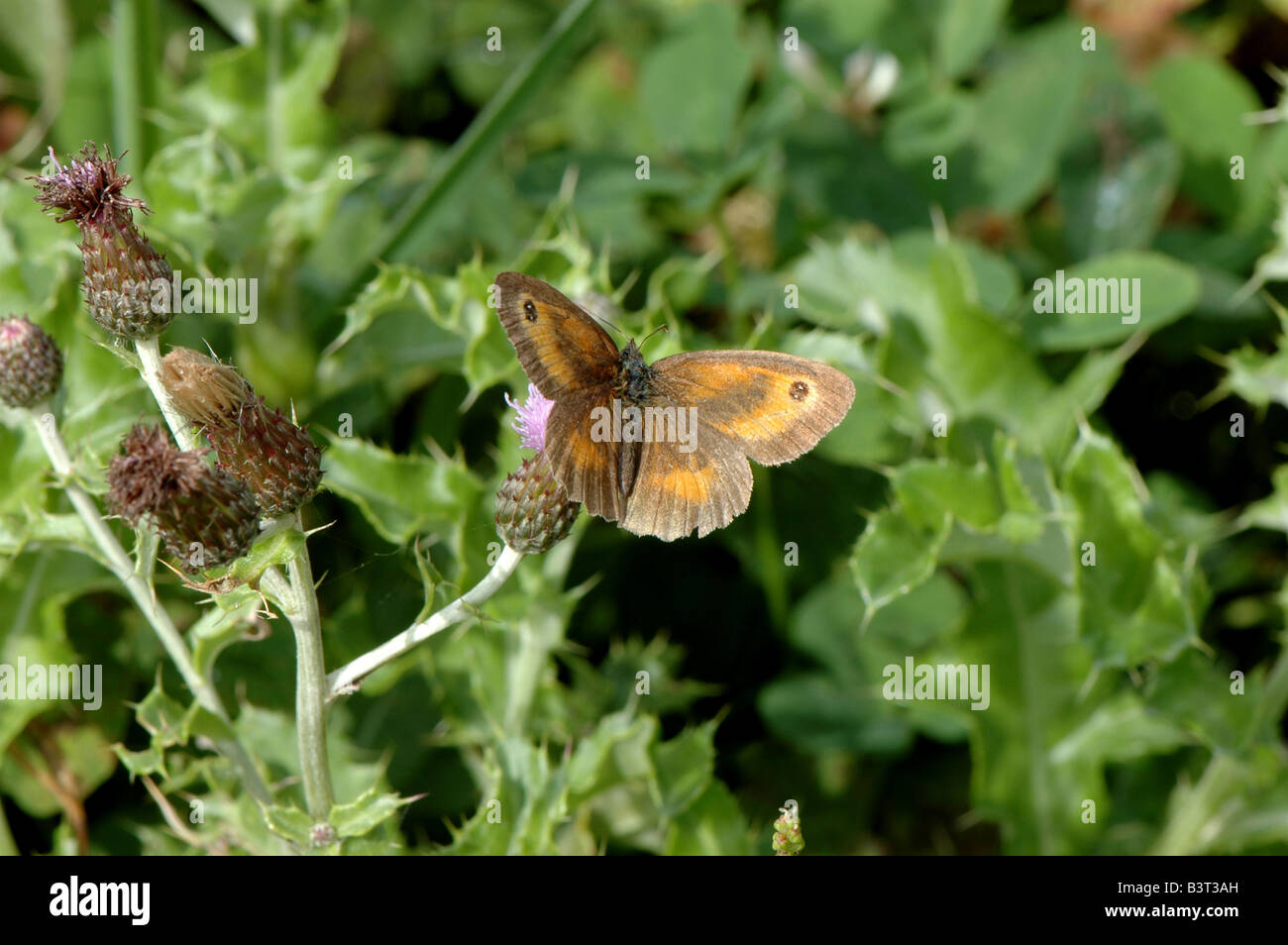 A Meadow Brown butterfly Stock Photo - Alamy