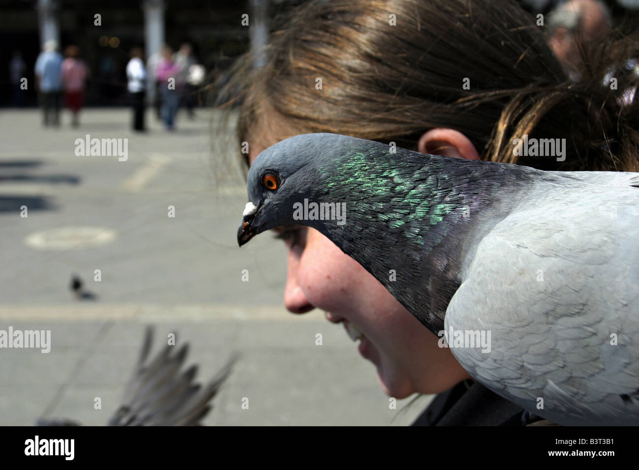 Scared pigeons hi-res stock photography and images - Alamy
