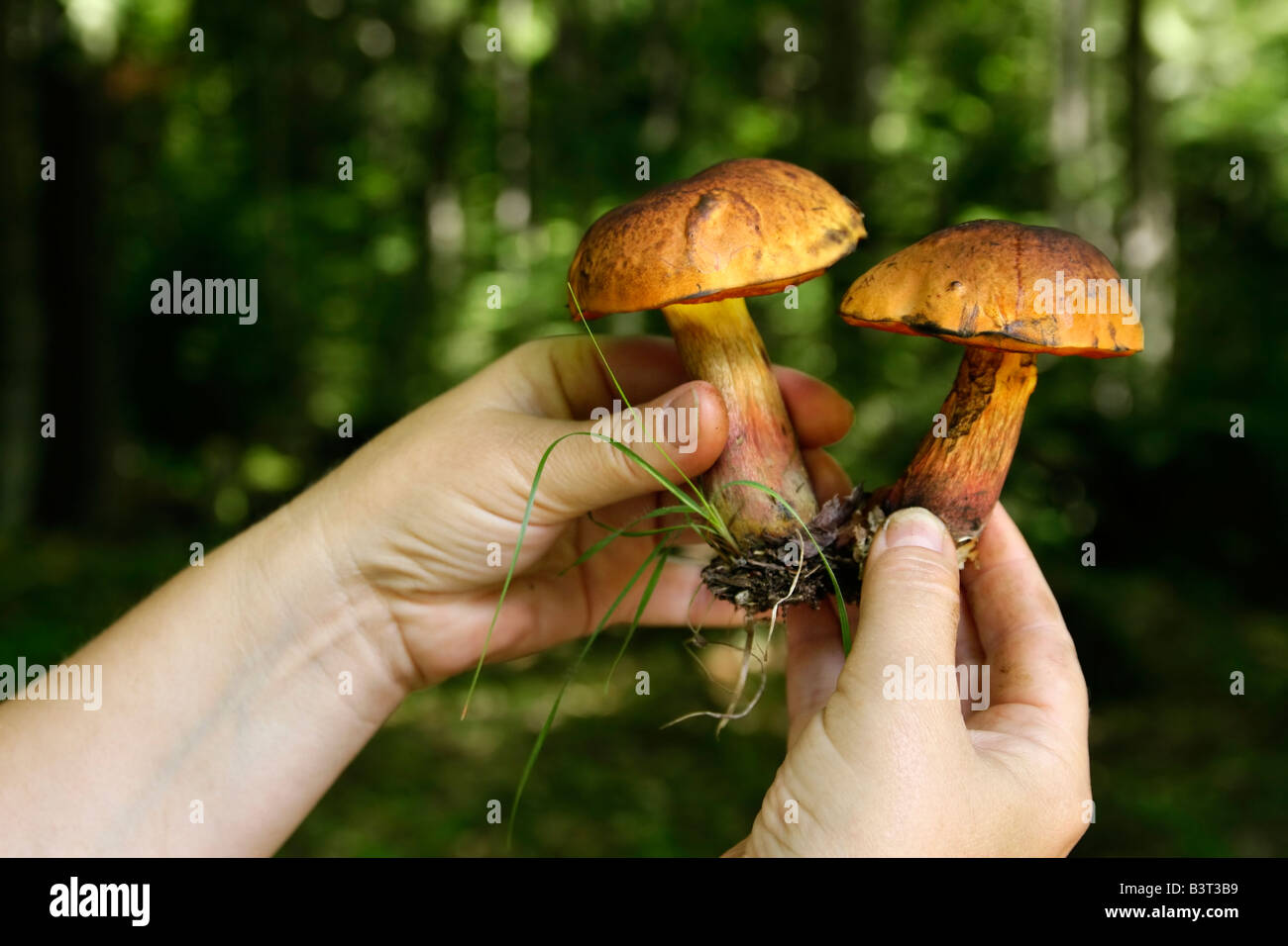 American Countryside Michigan USA a woman holding edible mushroom the ...