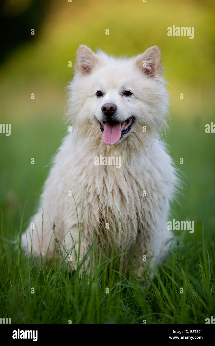 male Keeshond or German Spitz Stock Photo - Alamy