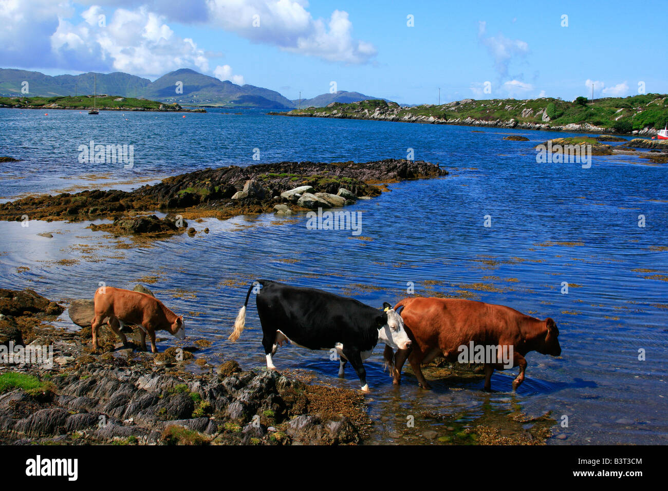 Young cows ireland hi-res stock photography and images - Alamy