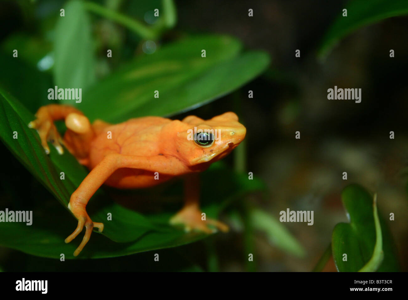An orange tree frog, of the species Golden Mantella, sitting on a leaf ...