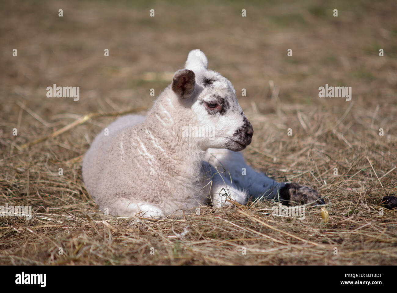 Lamb lying down hi-res stock photography and images - Alamy