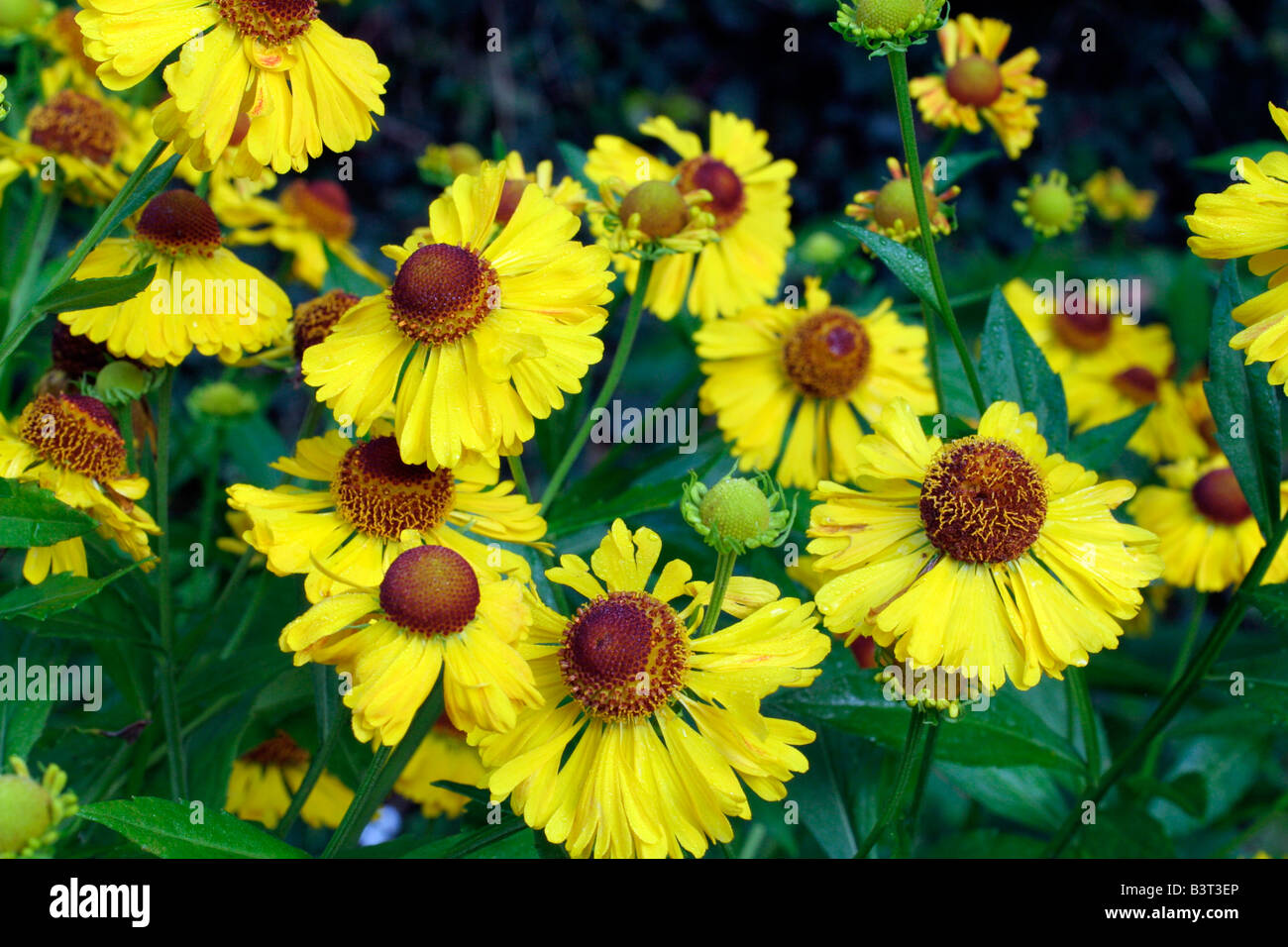 Gold helenium hi-res stock photography and images - Alamy