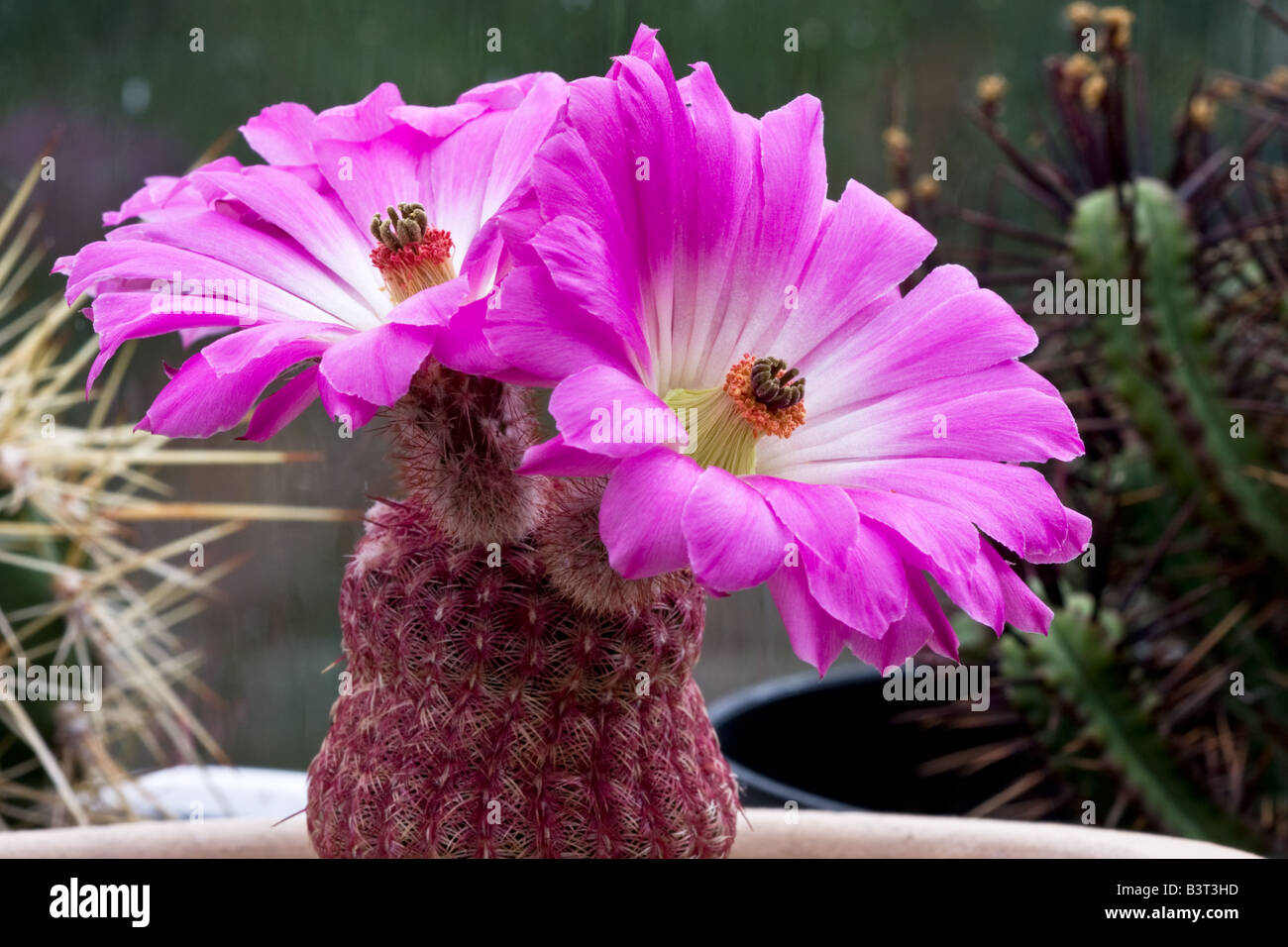 Closeup of two large Pink Catcus Flowers Stock Photo - Alamy