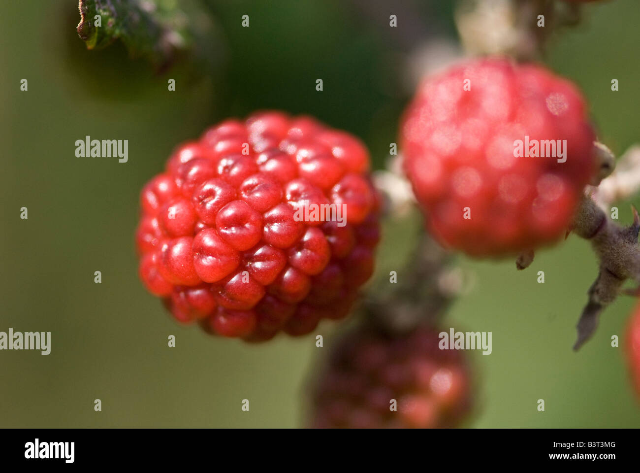 Red blackberries (Rubus fructicosus Stock Photo - Alamy