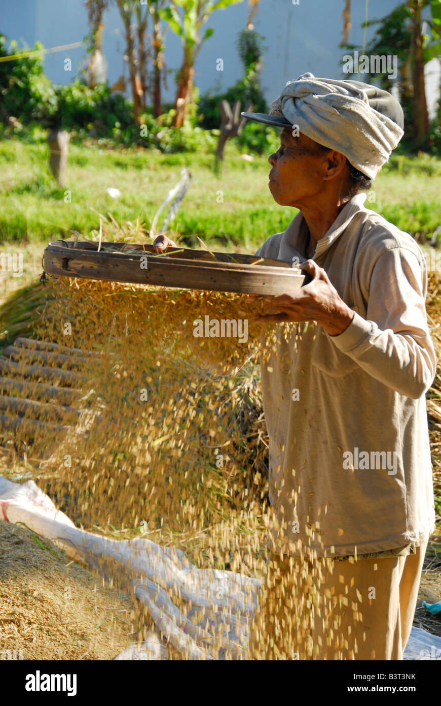 boy thrashing rice , rice harvesting ,celukanbawang, north bali ...
