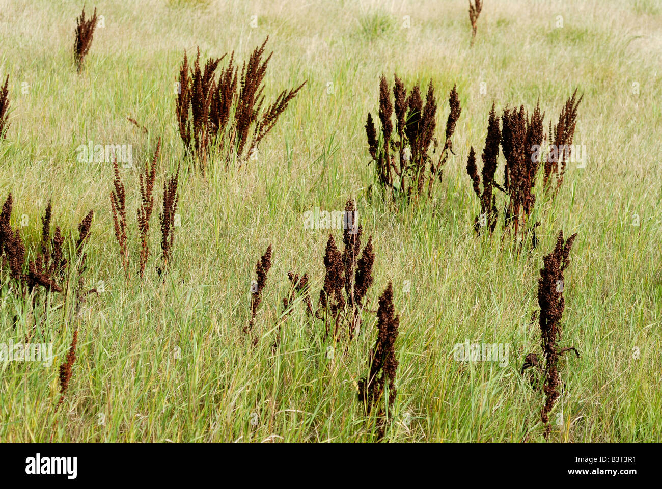 Grass field, Sweden Stock Photo - Alamy