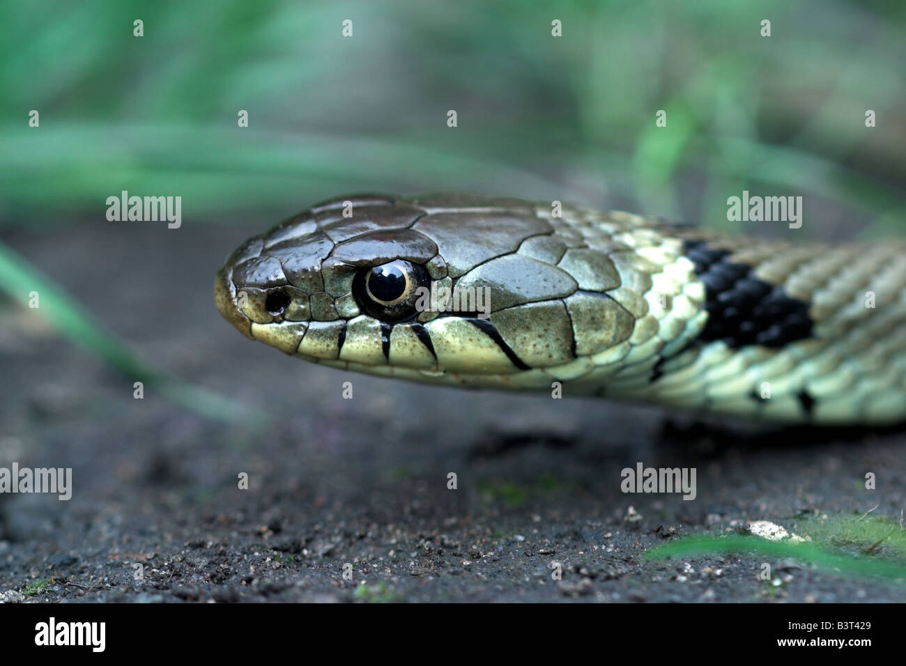 Grass Snake Natrix natrix helvetica UK Stock Photo - Alamy