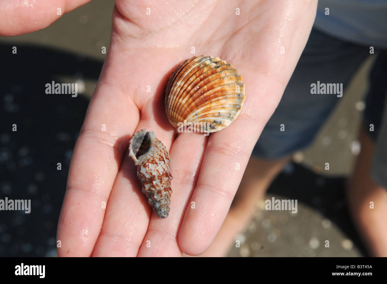 Shells Venice Italy Stock Photo - Alamy
