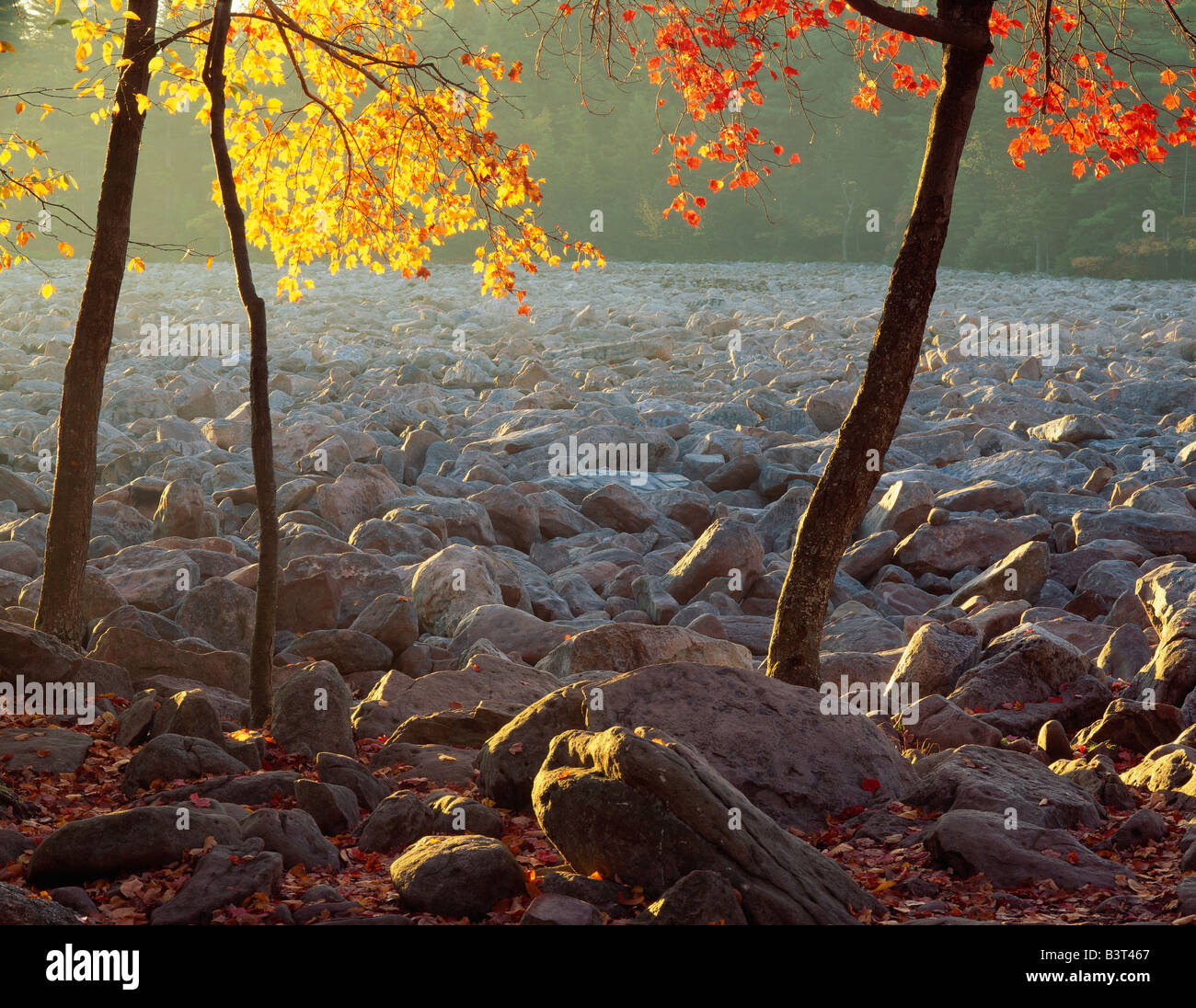 Backlit autumn leaves and boulder field, Hickory Run State Park, Pocono ...